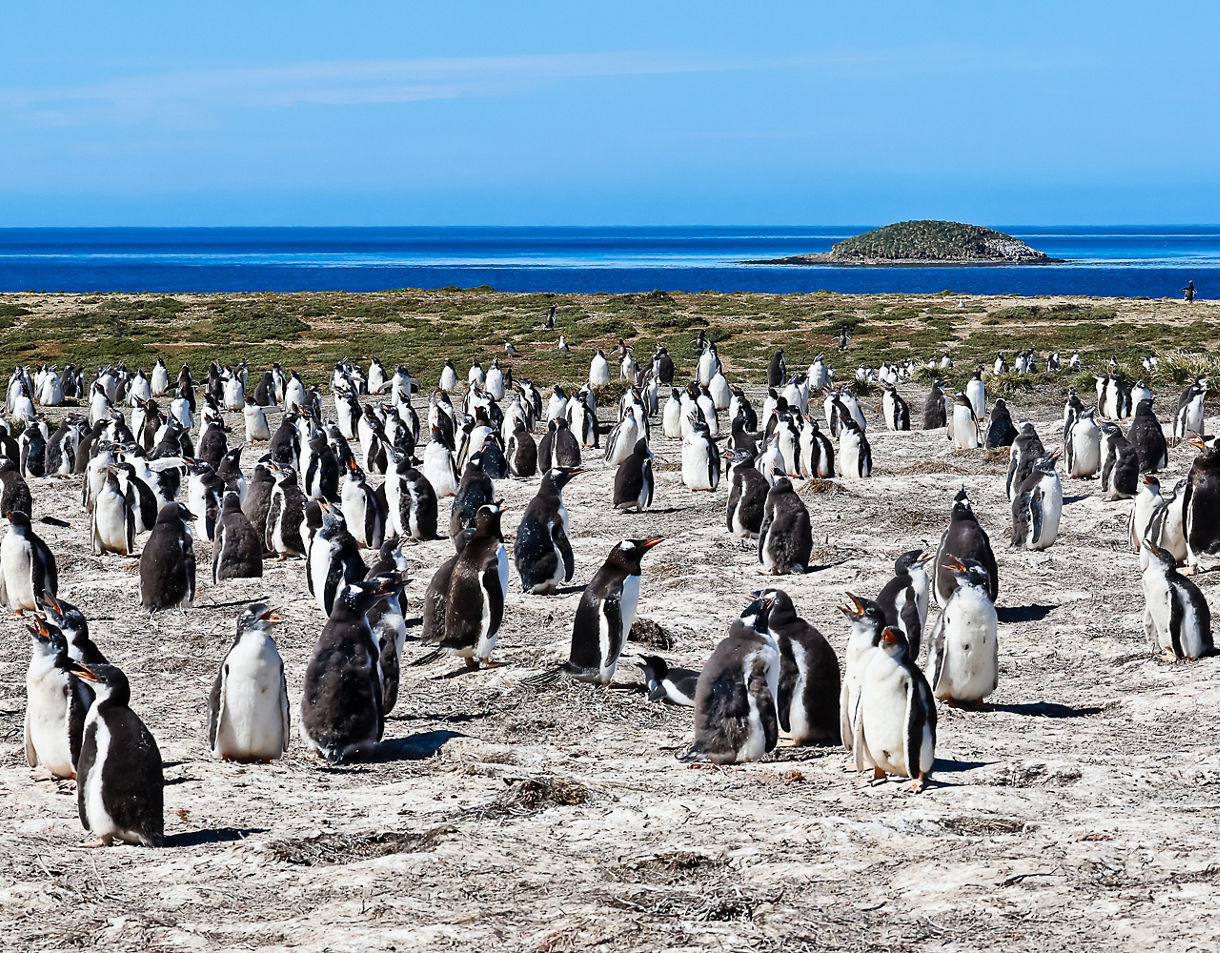 Cruises to the Falkland Islands (Stanley) - Princess Cruises