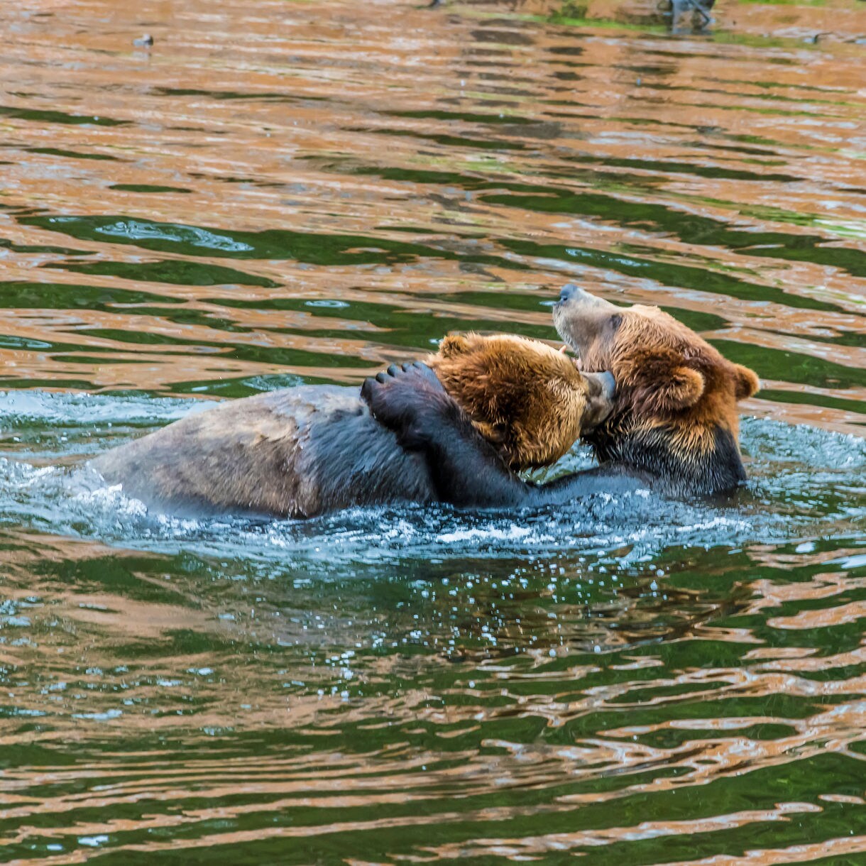 Hubbard Glacier Cruises - Alaska Cruises - Princess Cruises