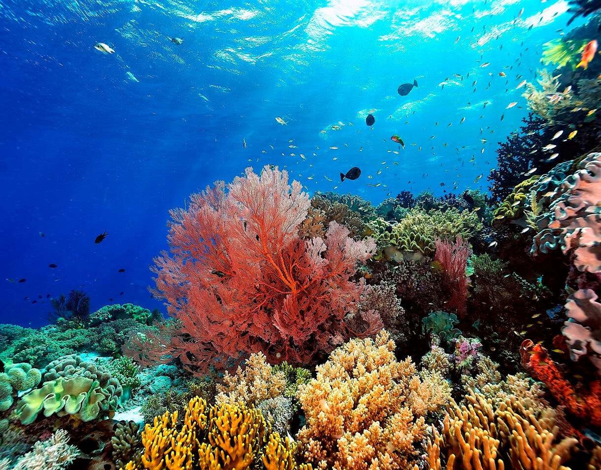 Cruises to Conflict Islands, Papua New Guinea - Princess Cruises