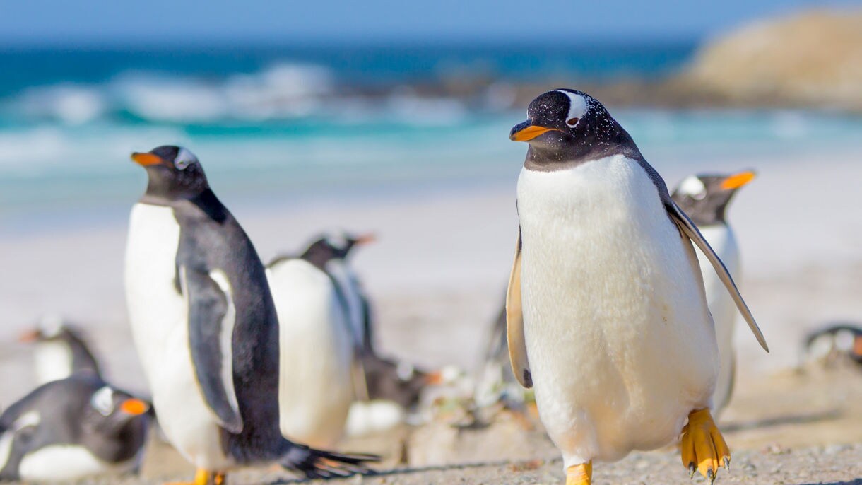 Observe Penguins in the Falkland Islands - Princess Cruises