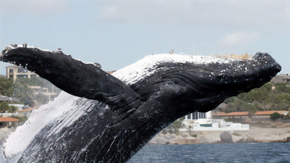 Whale Watching in Mexico: Meaningful Memories - Princess Cruises