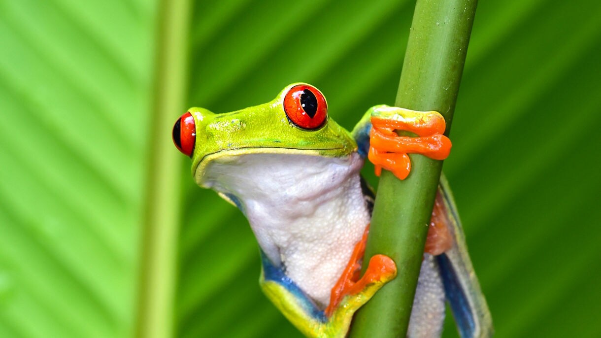 Costa Rica Excursions: Something for Everyone - Princess Cruises