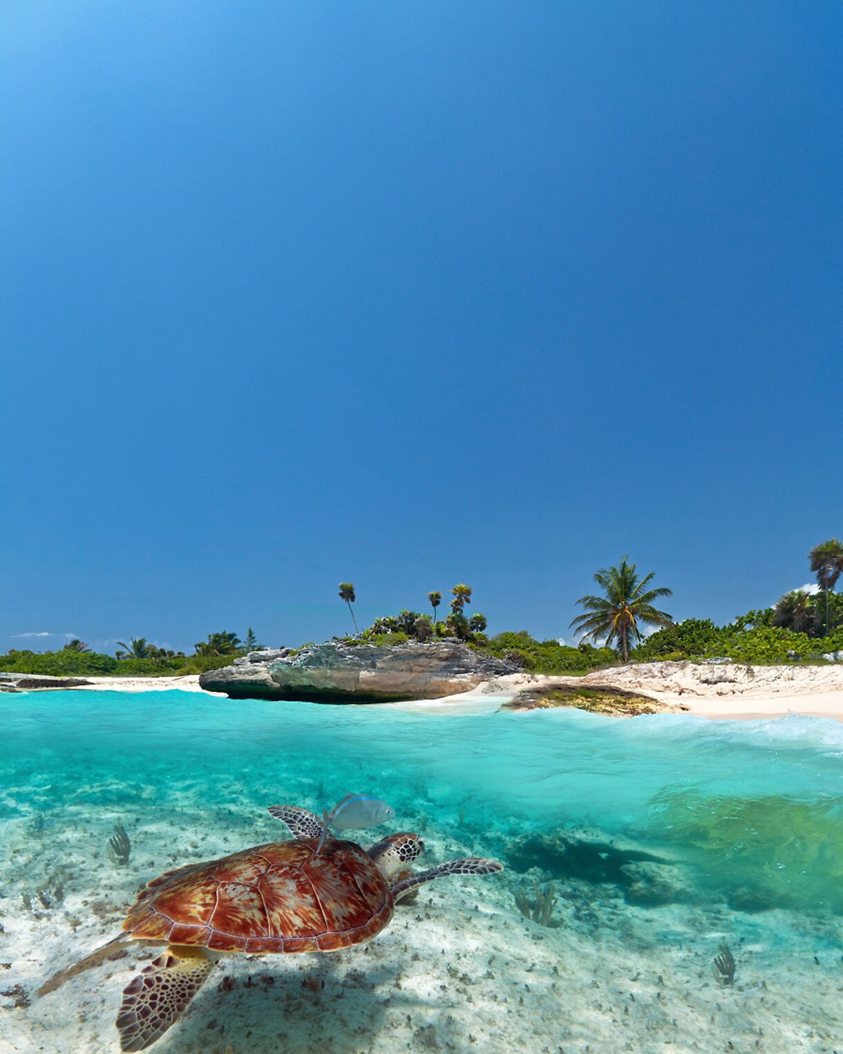 Best Caribbean Cruises 2026-2027 | Tropical Paradise Deals - Princess ...