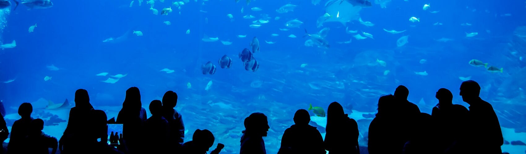 Aquariums in Florida - Princess Cruises - Princess Cruises